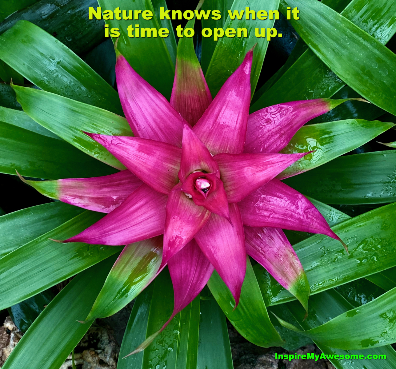 Nature Knows - Inspire My Awesome